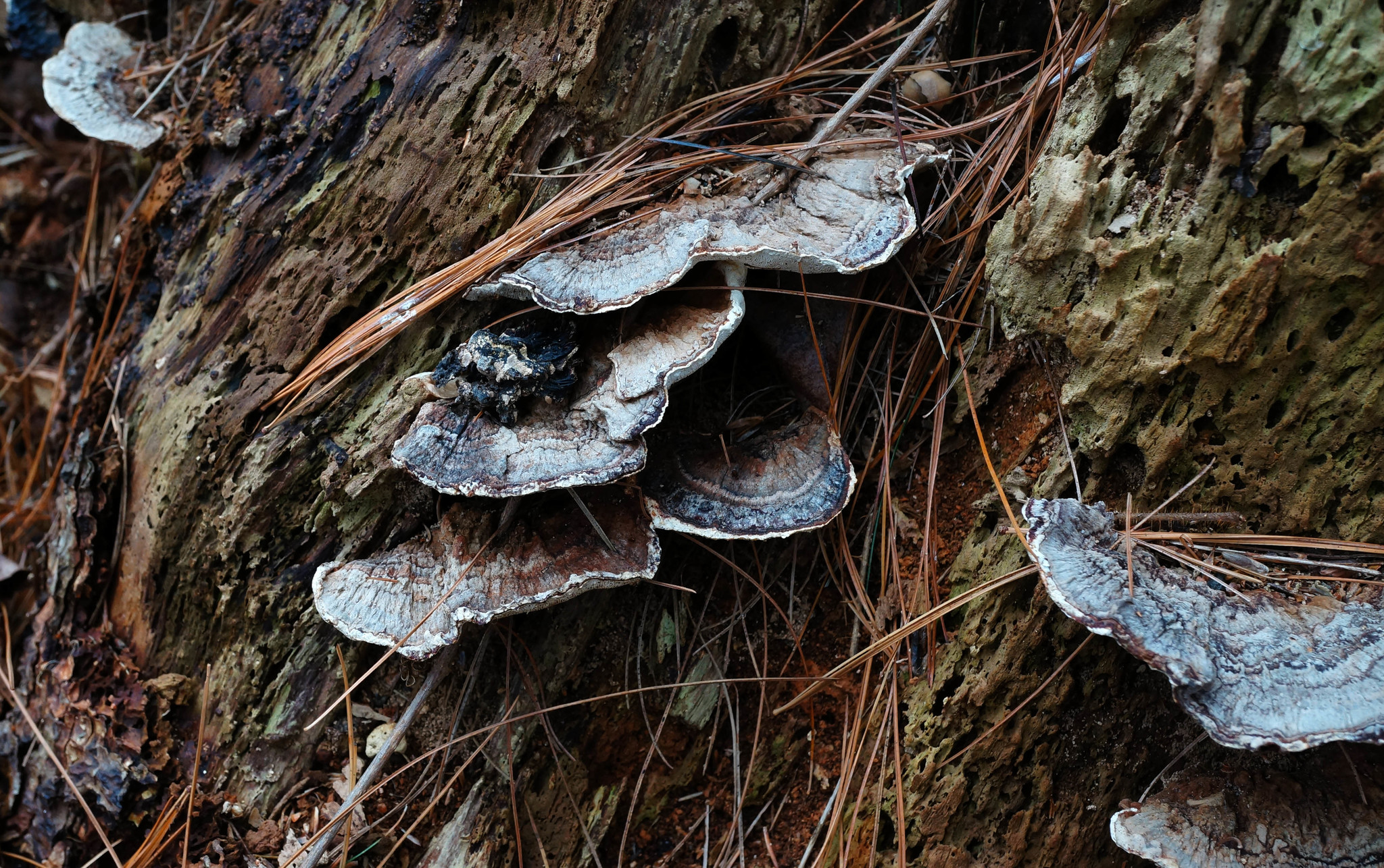 Heterobasidion irregulare Garbel. & Otrosina