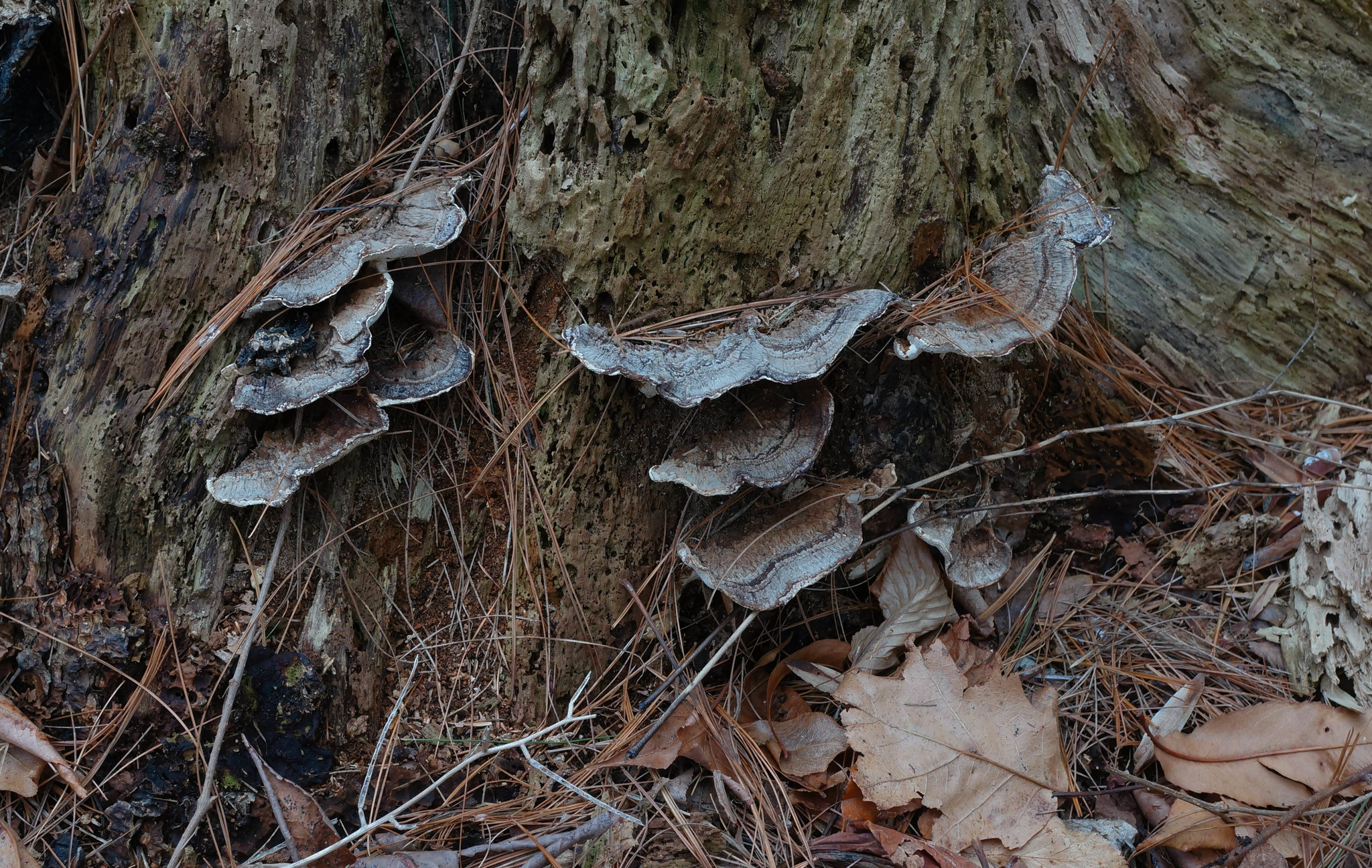 Heterobasidion irregulare Garbel. & Otrosina