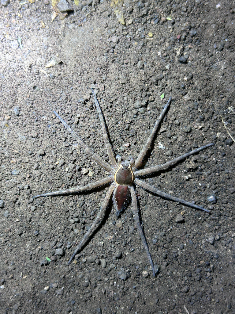 Dark Fisheating Spider from Musina, Limpopo, ZA on January 8, 2026 at ...