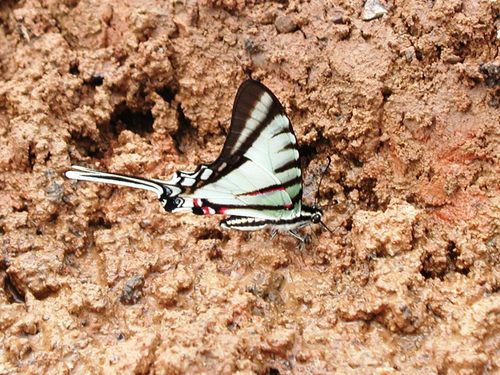 Subspecies Neographium agesilaus neosilaus · iNaturalist