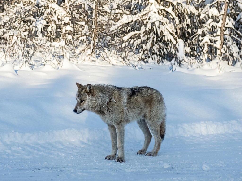 Gray Wolf from Fort McKay, AB T0P 1C0, Canada on January 5, 2026 at 01: ...