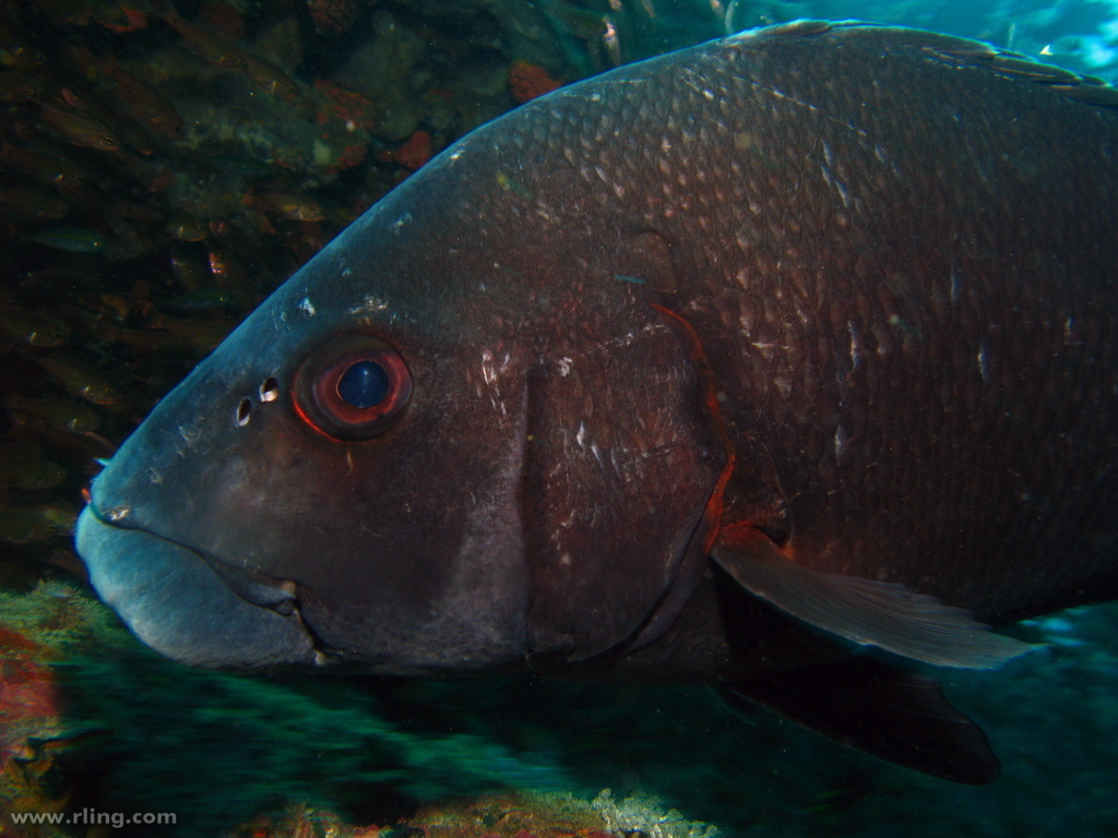 Blubberlip (Plectorhinchus gibbosus) - Marine Life Identification