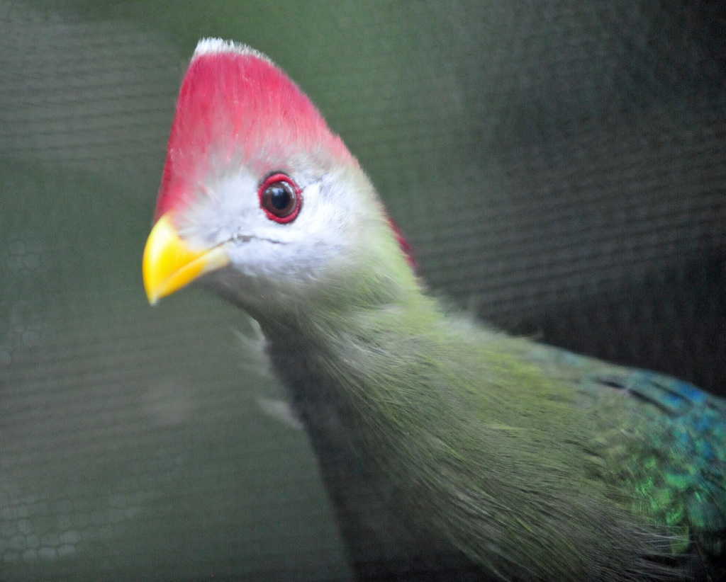 Red-crested Turaco (Tauraco erythrolophus) - Avian Discovery