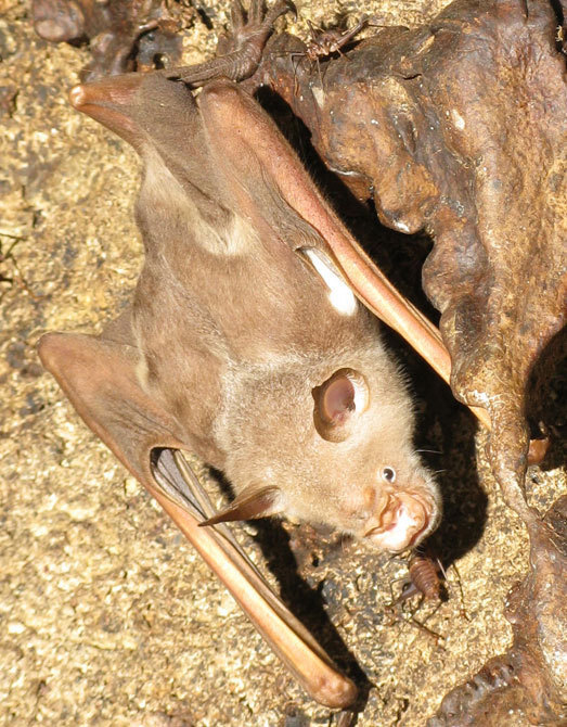 Giant leaf-nosed bat (Macronycteris gigas) - Know Your Mammals