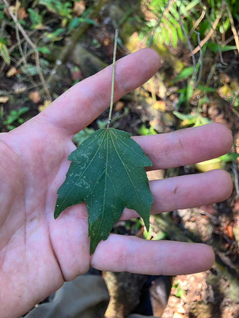 Carolina Red Maple in January 2026 by Sterling Herron · iNaturalist