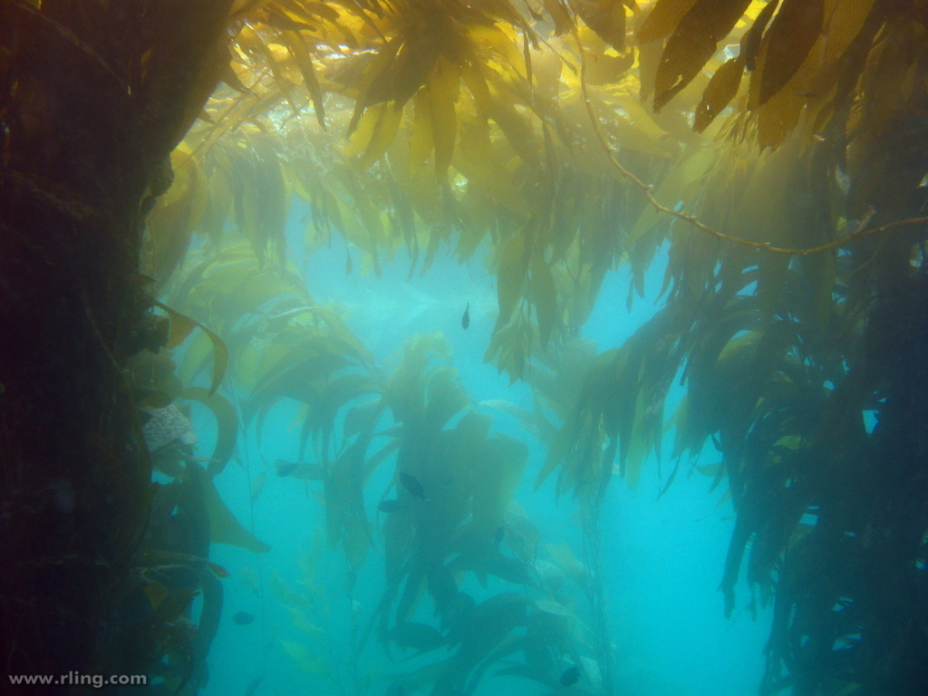 Giant Kelp (China Cove Organisms) · iNaturalist