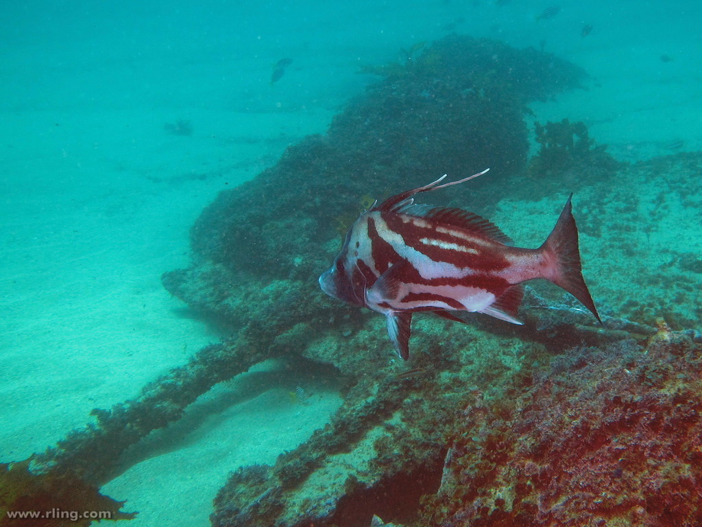 Paristiopterus labiosus (Günther, 1872)