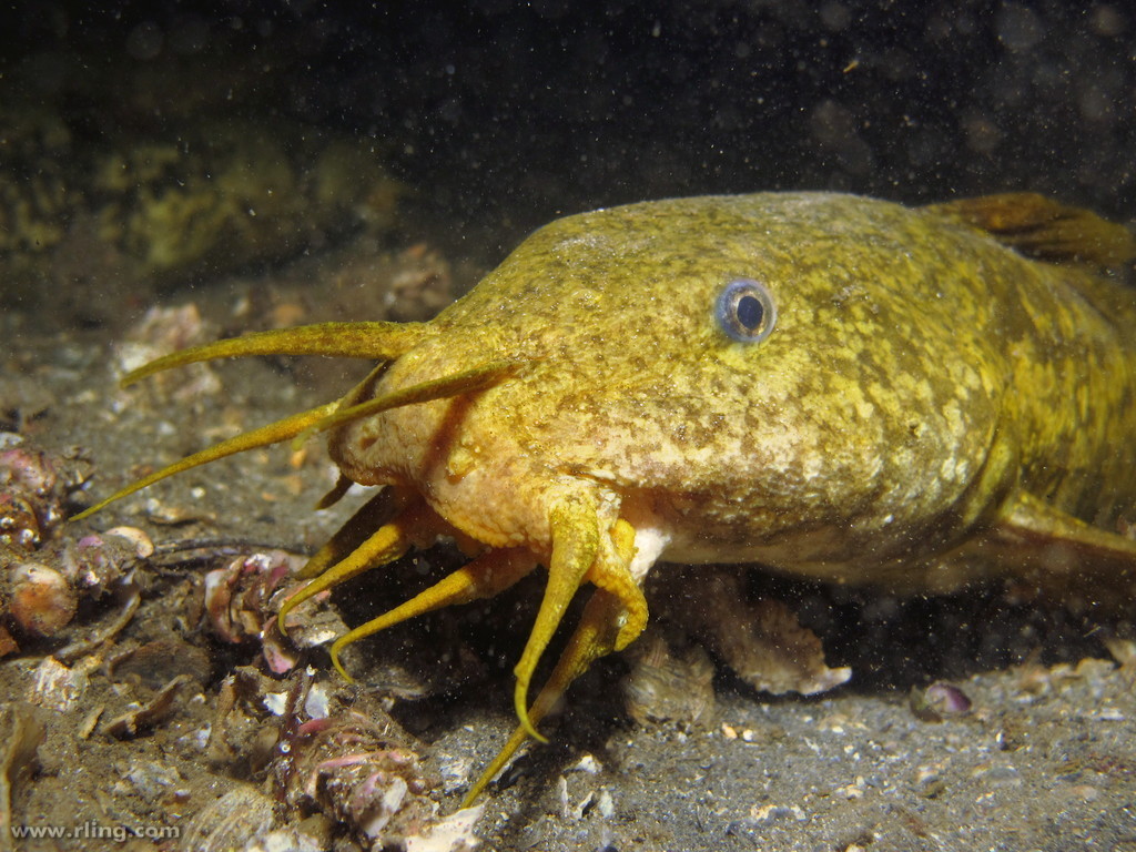 Estuary Cobbler (Cnidoglanis macrocephalus) - Marine Life Identification