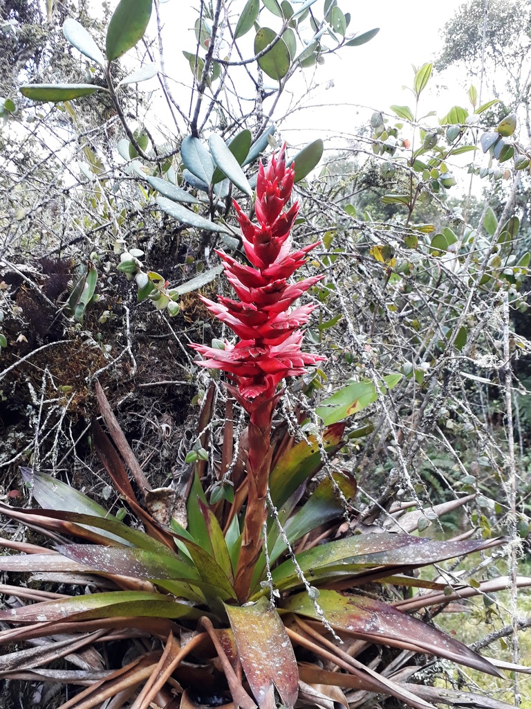 Tillandsioideae desde Puracé, Cauca, Colombia el 10 de enero de 2020 a ...