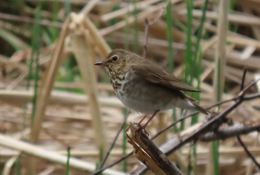 Swainson's Thrush from Westwood Hills, St Louis Park, MN 55426, USA on ...
