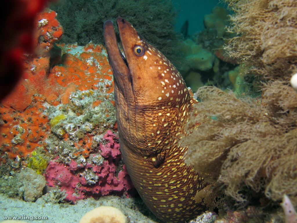 Australian Mottled Moray (Gymnothorax prionodon) - Marine Life ...