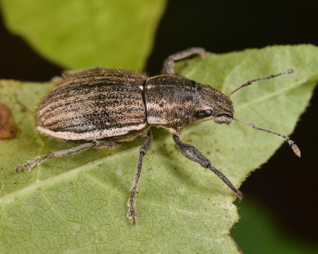 White-fringed weevil (Insects of Morn Pen) · iNaturalist