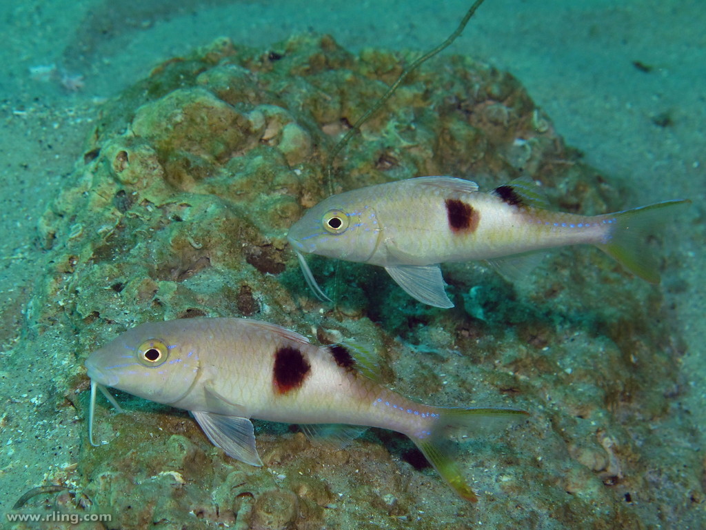 Sidespot Goatfish (Parupeneus pleurostigma) - Marine Life Identification