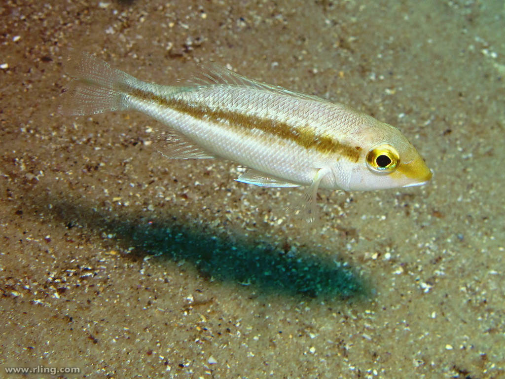Emperor Breams (Lethrinidae) - Marine Life Identification