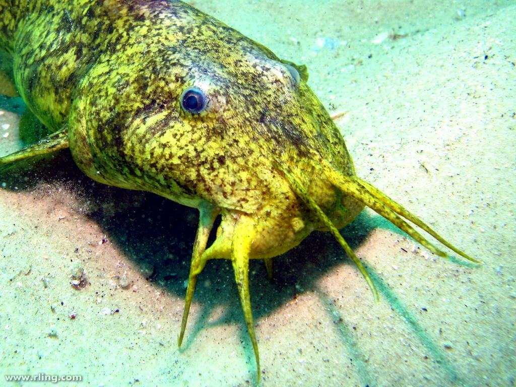 Estuary Cobbler (Cnidoglanis macrocephalus) - Marine Life Identification