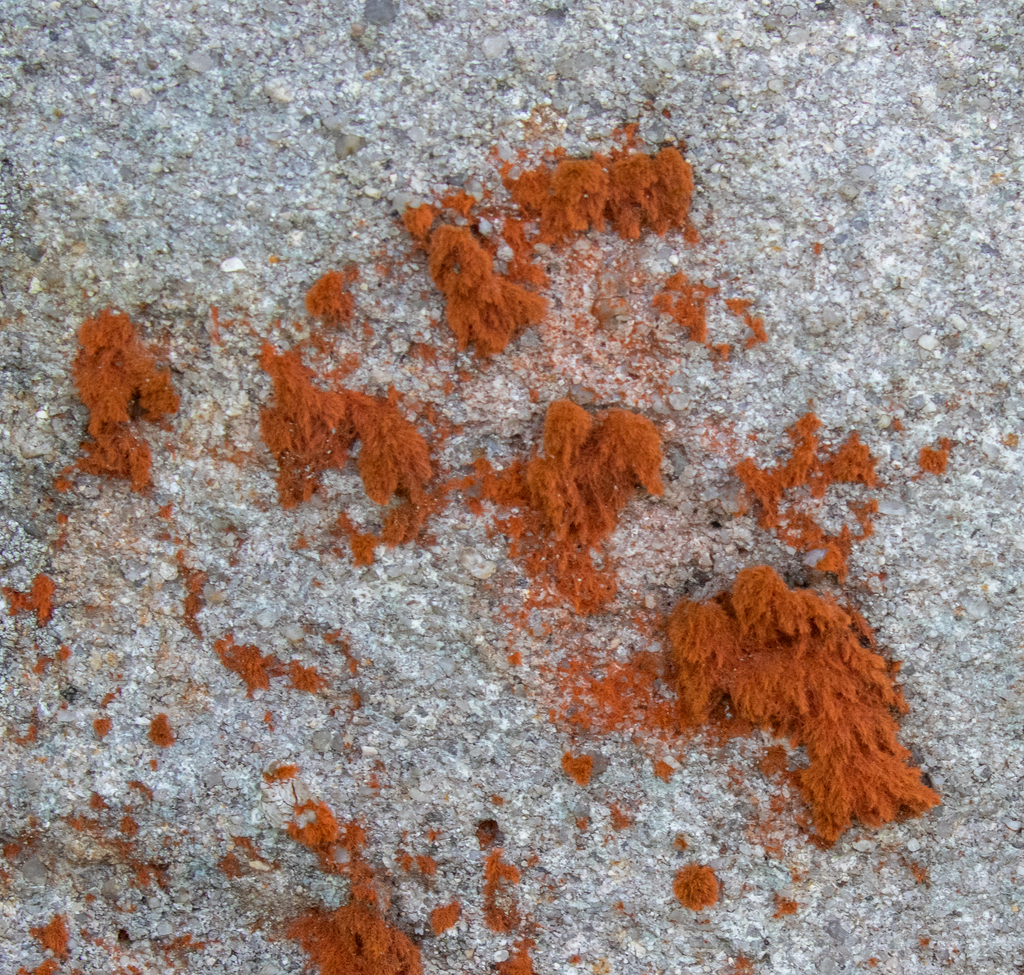 Orange Rock Hair from Lighthouse at Point Reyes, Marin County, CA, USA ...