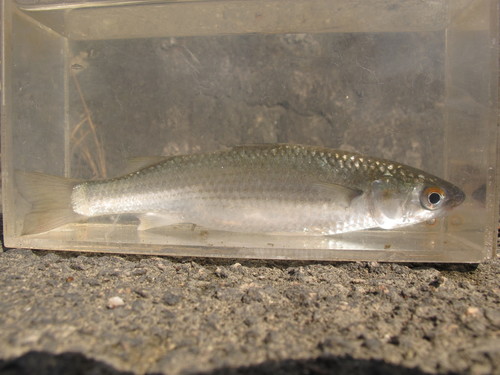 keeled mullet (Planiliza carinata) · iNaturalist United Kingdom
