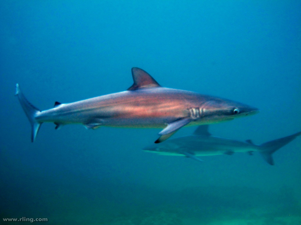 Dusky Shark (Fishes of Sarasota County, Fl) · iNaturalist