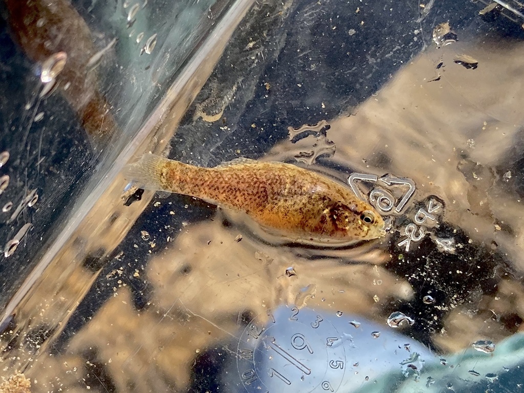 Banded Pygmy Sunfish (Elassoma zonatum) - Marine Life Identification