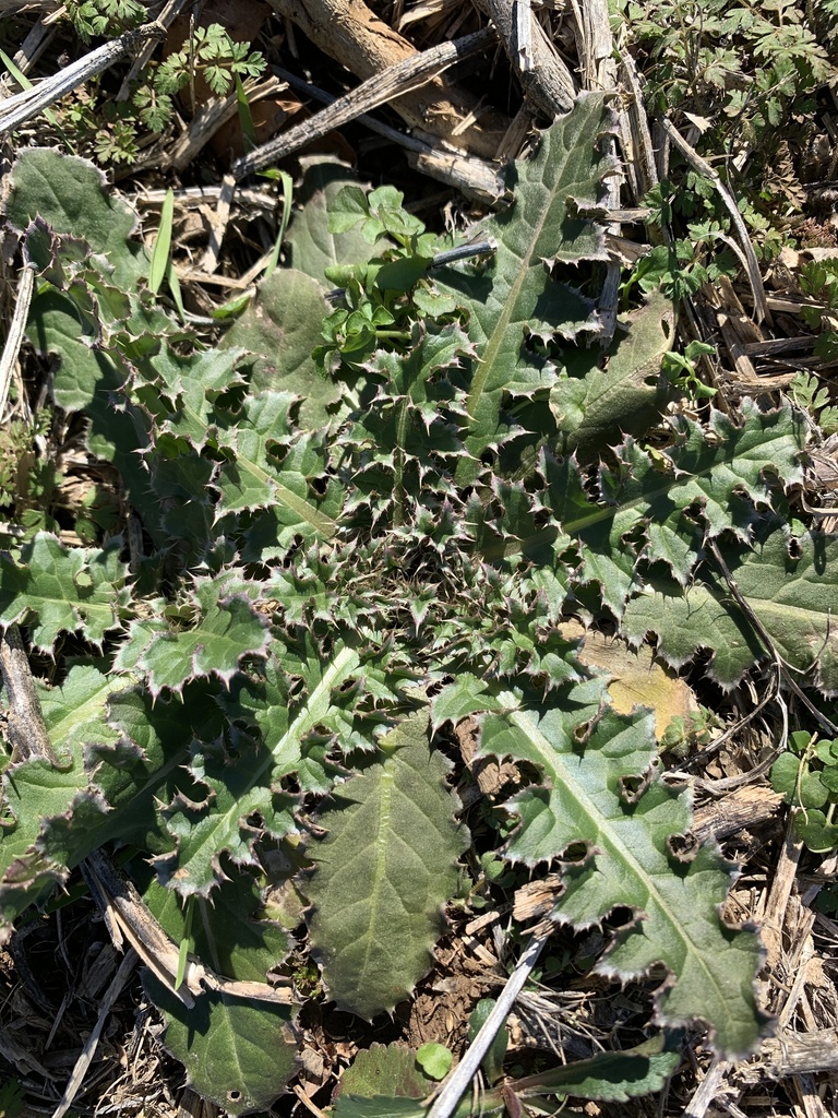 musk thistle from Clarksville, TN, US on February 2, 2020 at 01:49 PM ...