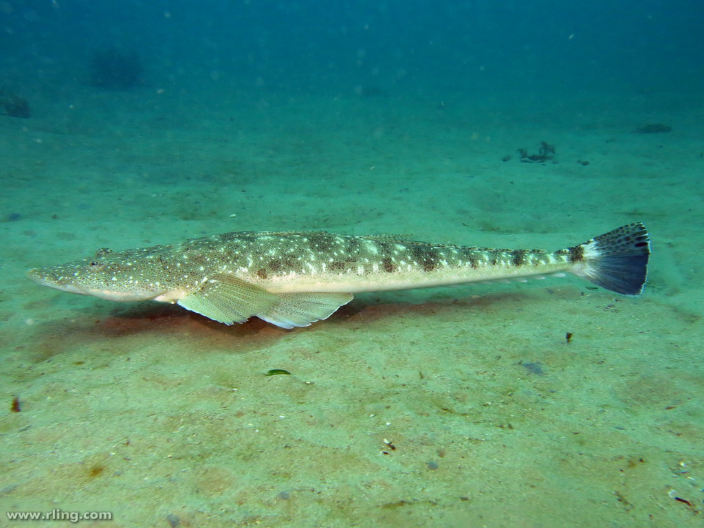 Dusky Flathead (Platycephalus fuscus) - Marine Life Identification