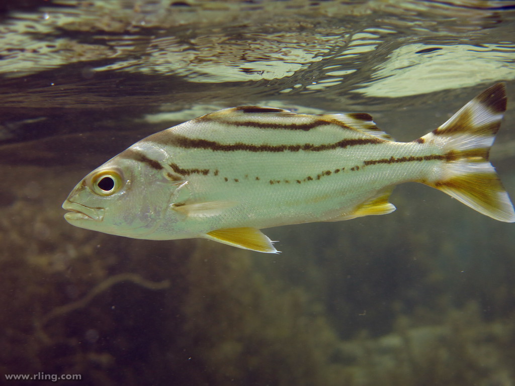 Crescent Grunter (Heron Island Fish) · iNaturalist