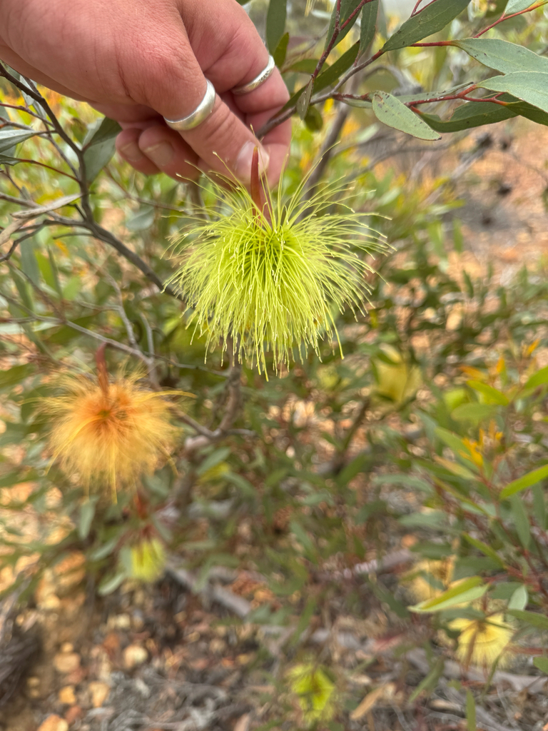 Twertup mallet in January 2026 by Tyler Anthony · iNaturalist