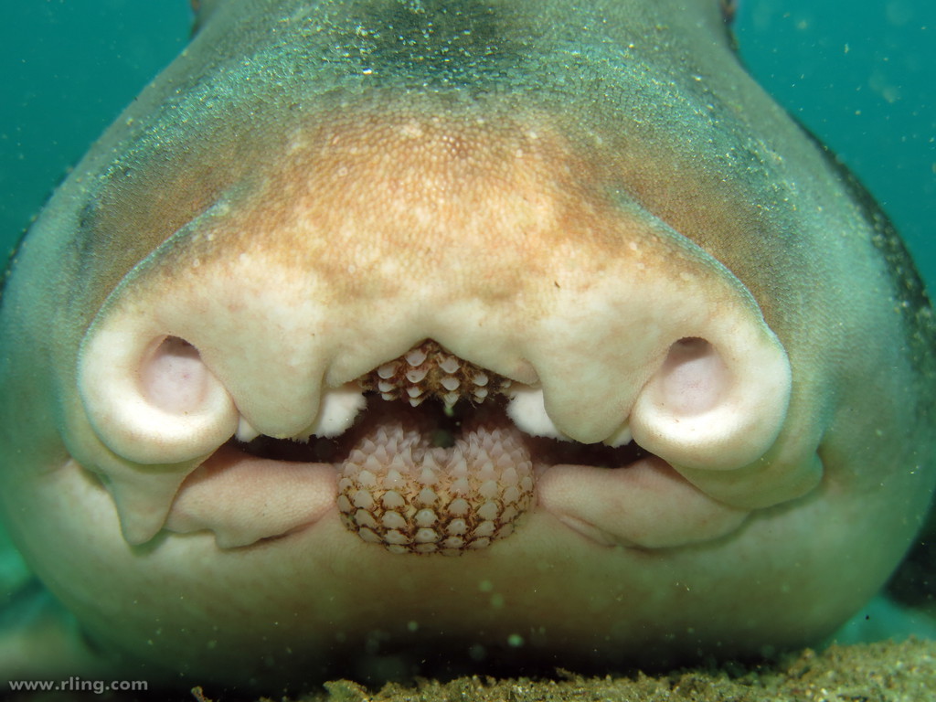 Port Jackson Shark (Heterodontus portusjacksoni) - Marine Life ...