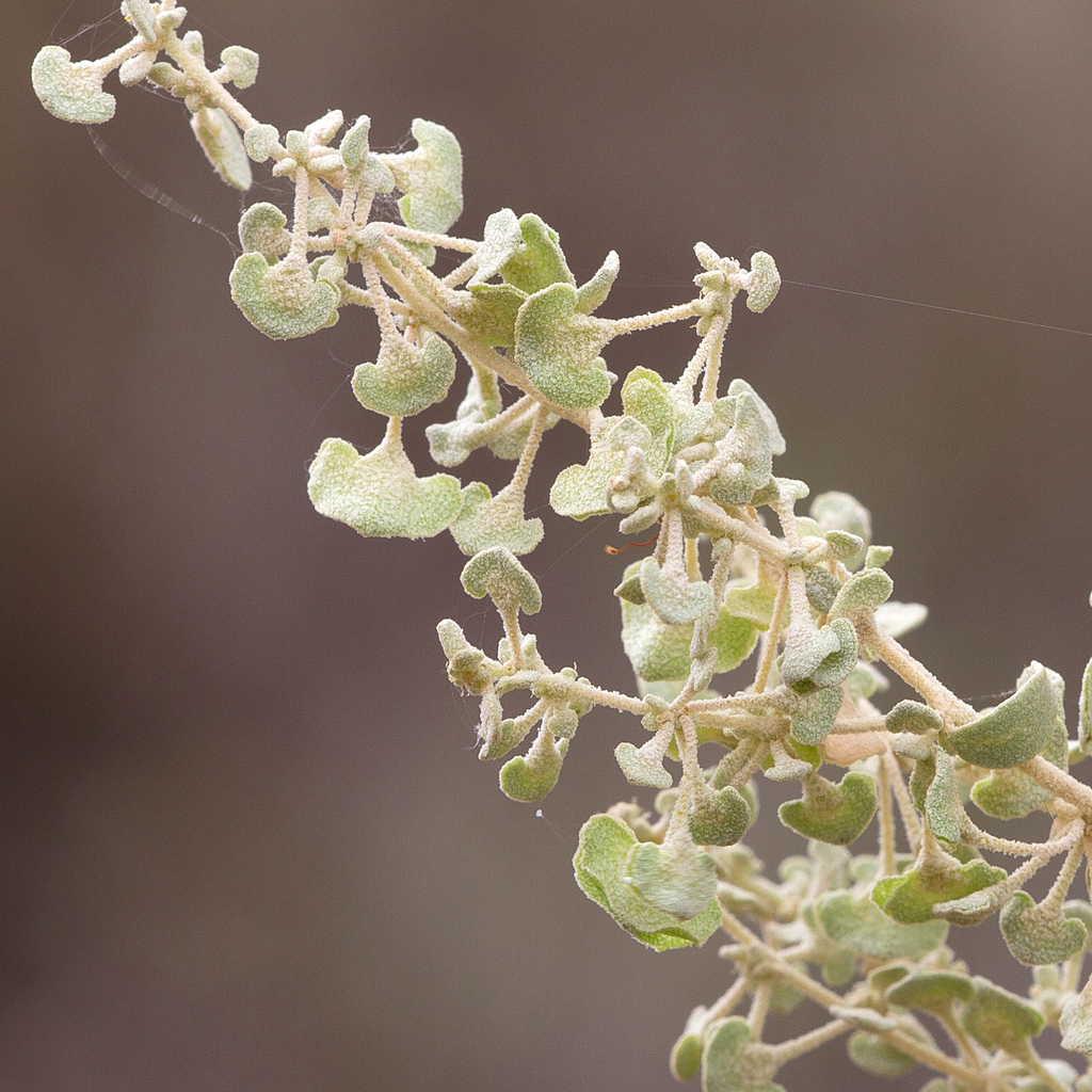 Kidney Saltbush (Atriplex stipitata) - Botanical Realm