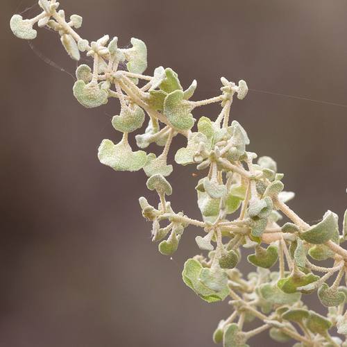 Kidney Saltbush (Atriplex stipitata) · iNaturalist