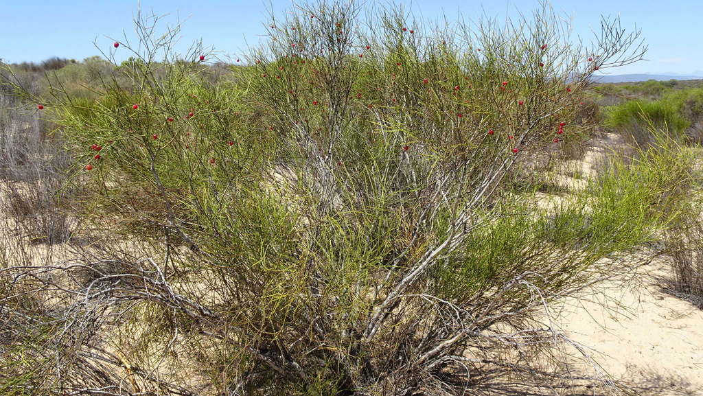 Dune Tortoiseberry from West Coast, Western Cape, South Africa on ...