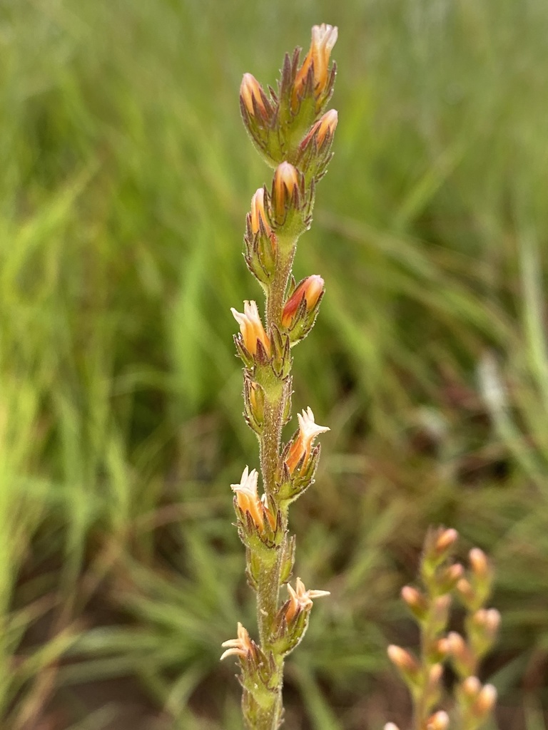 Cyphia oblongifolia from Hhohho, SZ on January 30, 2020 at 07:21 AM by ...