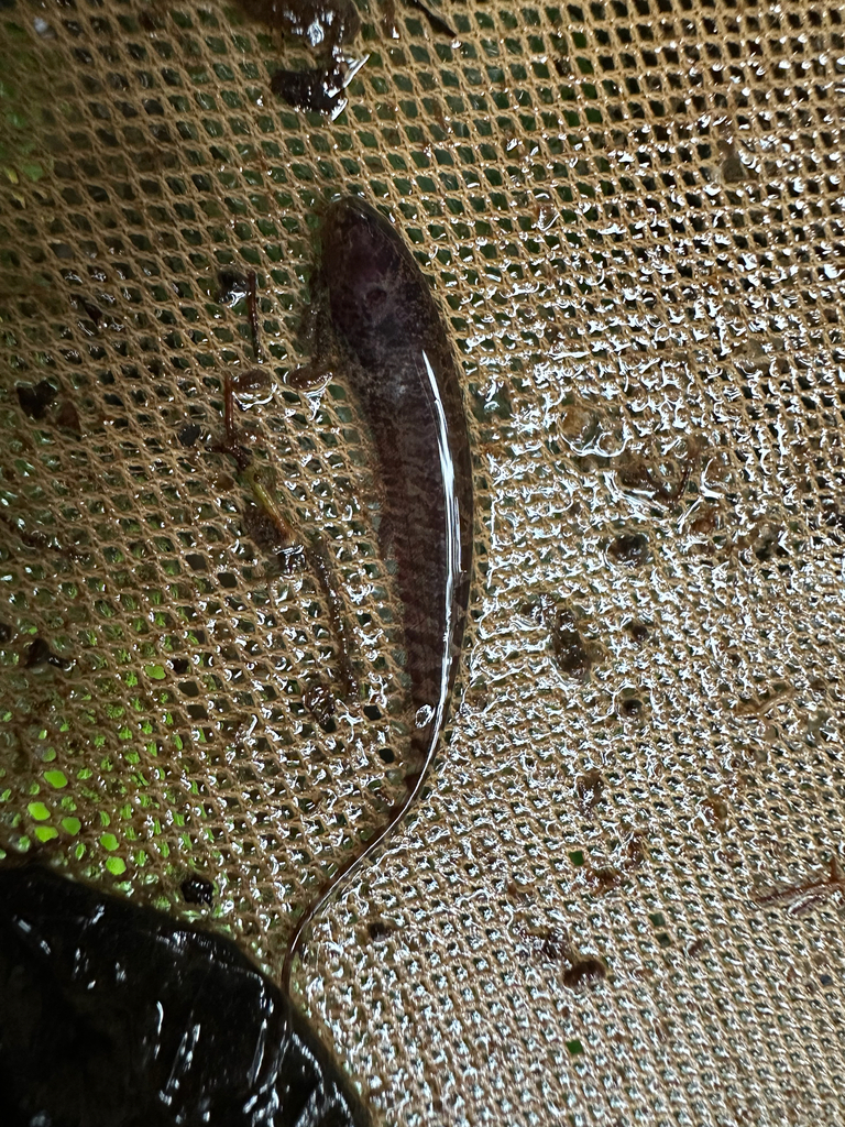 (Hypopygus lepturus) - Marine Life Identification