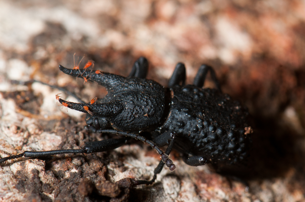 Mechanetes tuberculipennis from Saravane, Laos on February 14, 2012 at ...