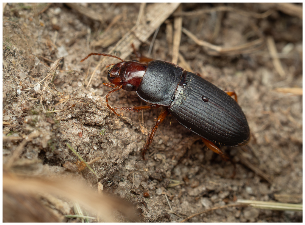 Harpalus rubripes from Таращанский район, Киевская область, Украина on ...