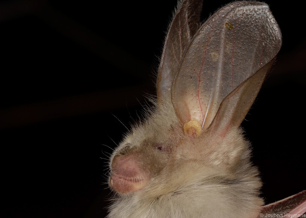 Slit-faced Bats (Nycteridae) - Know Your Mammals