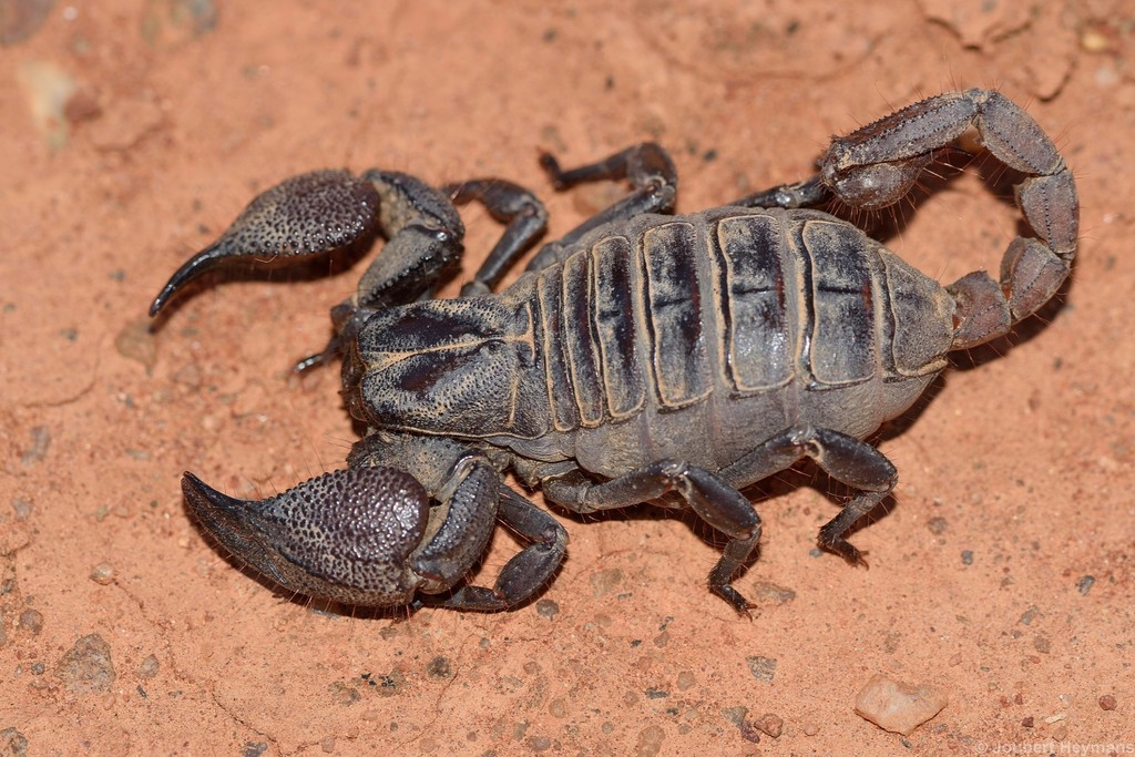 Opistophthalmus ater from Namakwa, Northern Cape, South Africa on ...