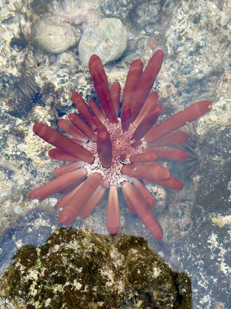 Red Pencil Urchin from North Pacific Ocean, East Honolulu, HI, US on ...