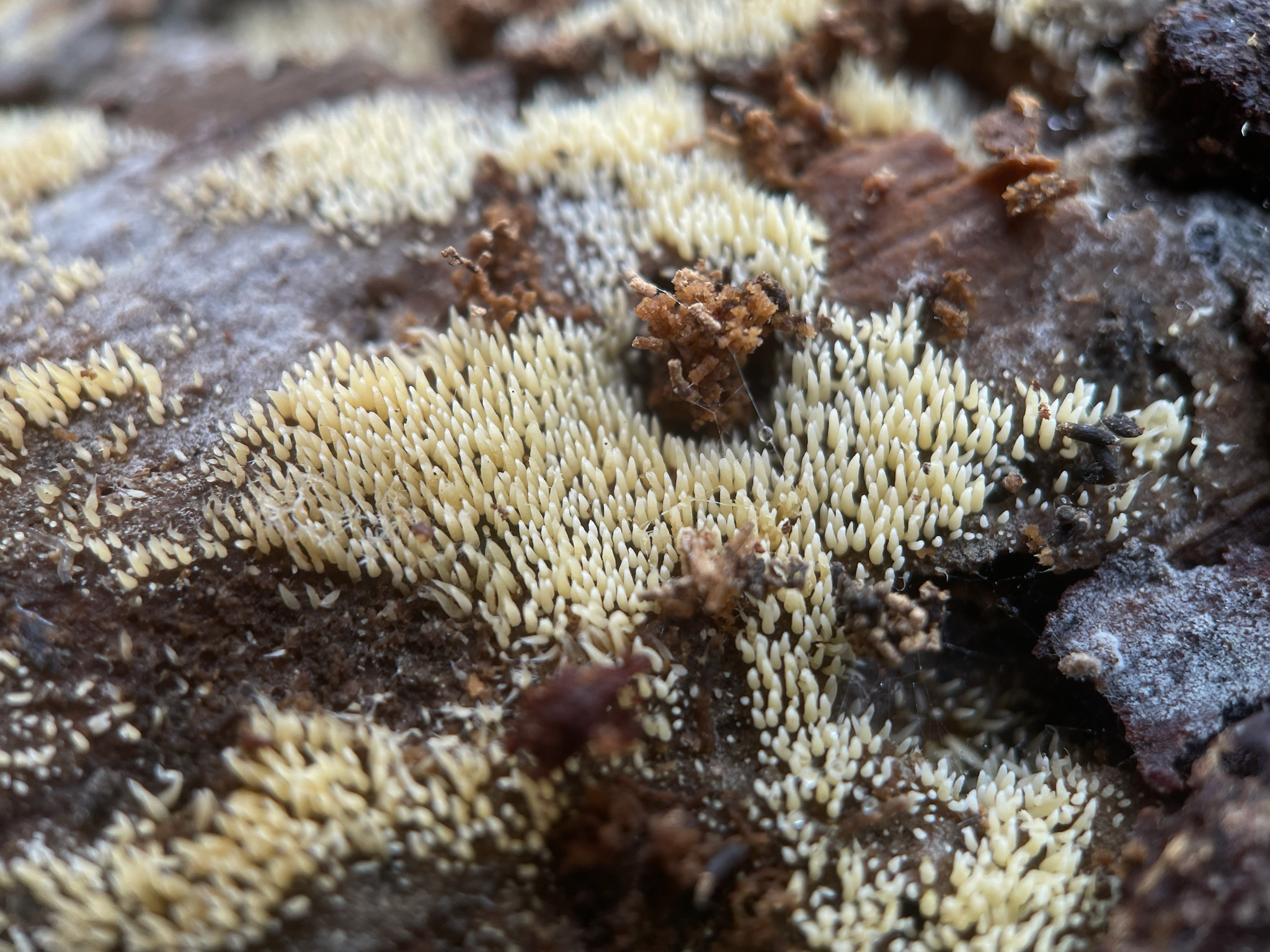 Mucronella calva - Rasiges Pfriempilzchen