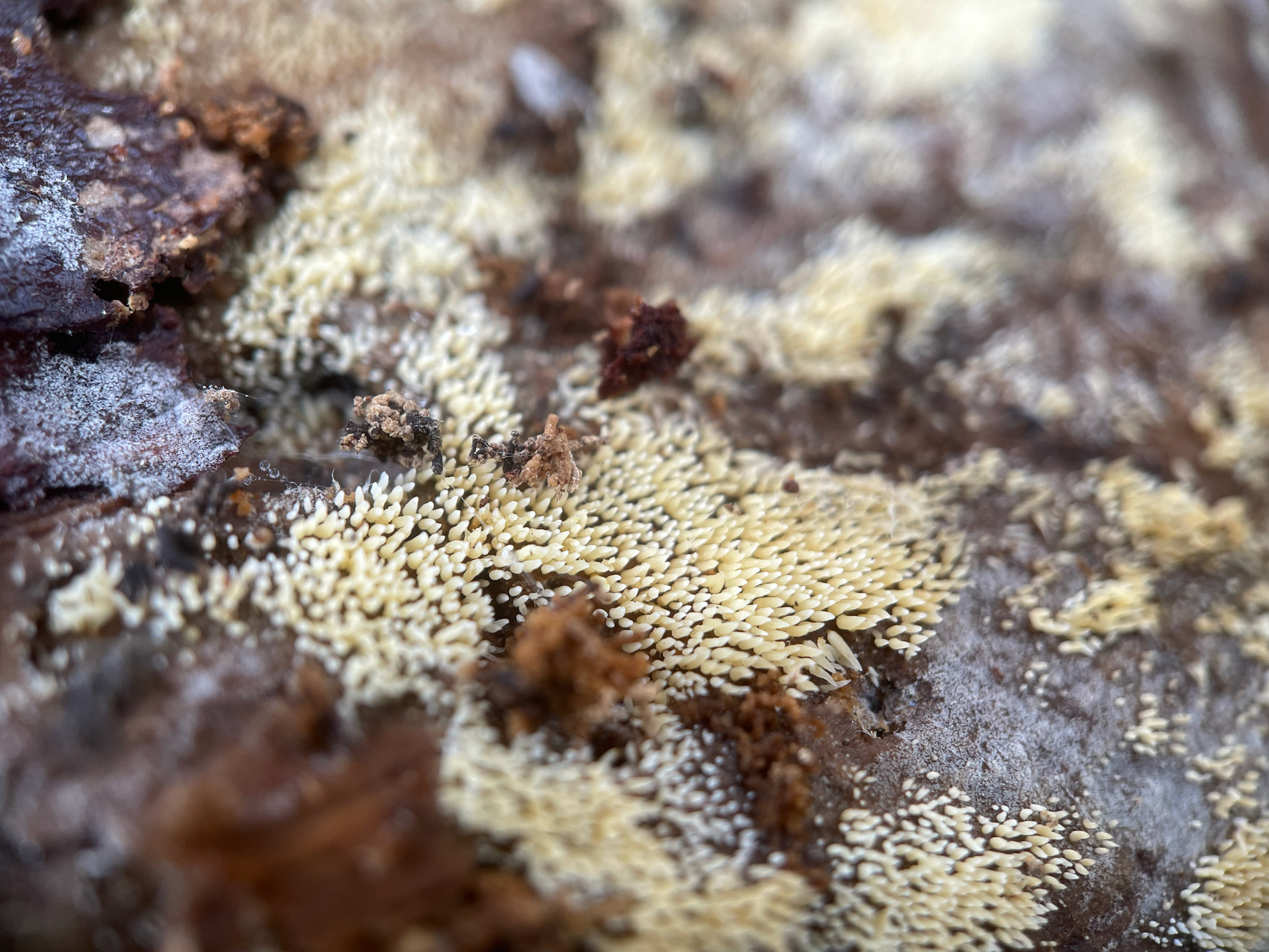 Mucronella calva - Rasiges Pfriempilzchen