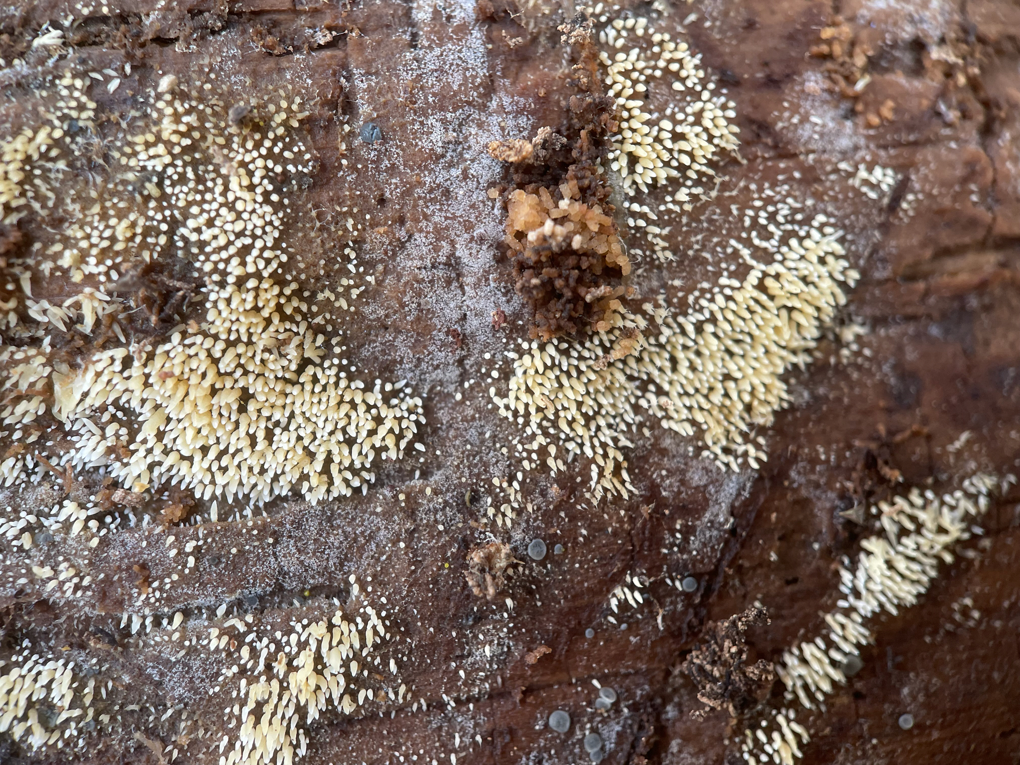 Mucronella calva - Rasiges Pfriempilzchen