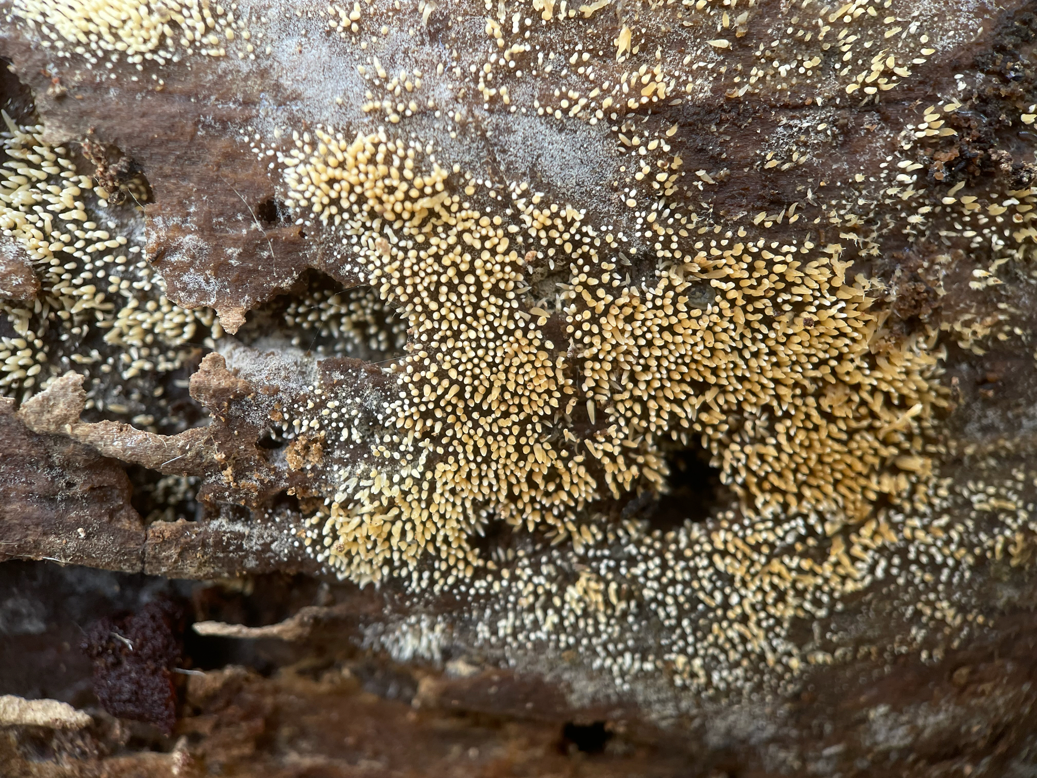 Mucronella calva - Rasiges Pfriempilzchen