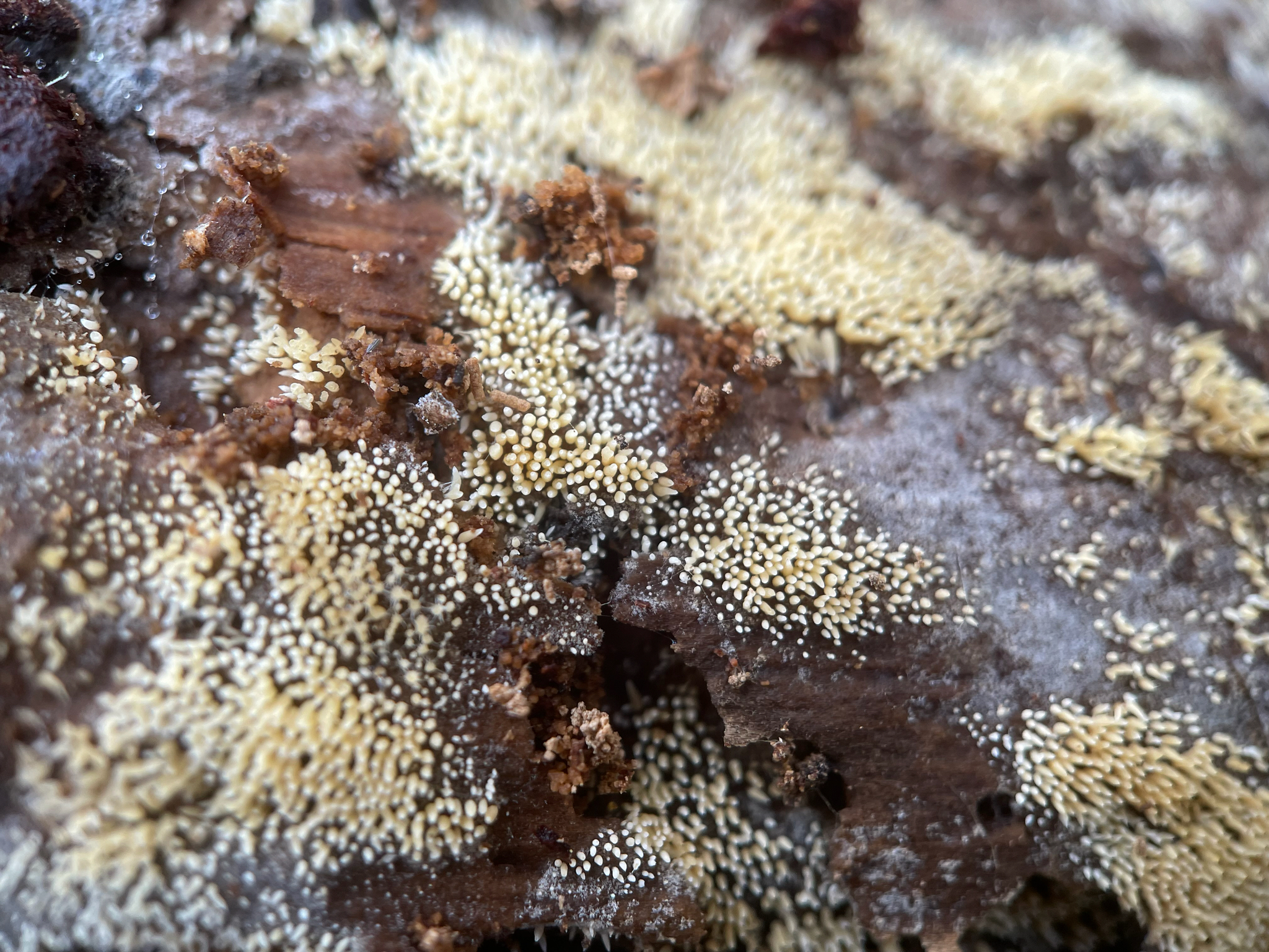 Mucronella calva - Rasiges Pfriempilzchen