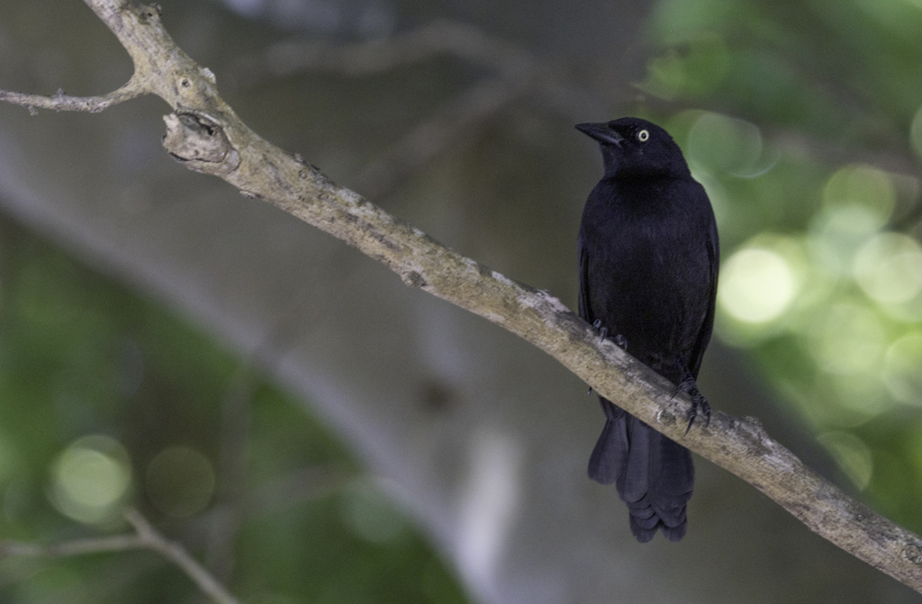 Carib Grackle from Belleplaine, Saint Andrew Barbados on December 24 ...