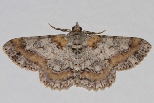 Cleora immemorata · iNaturalist