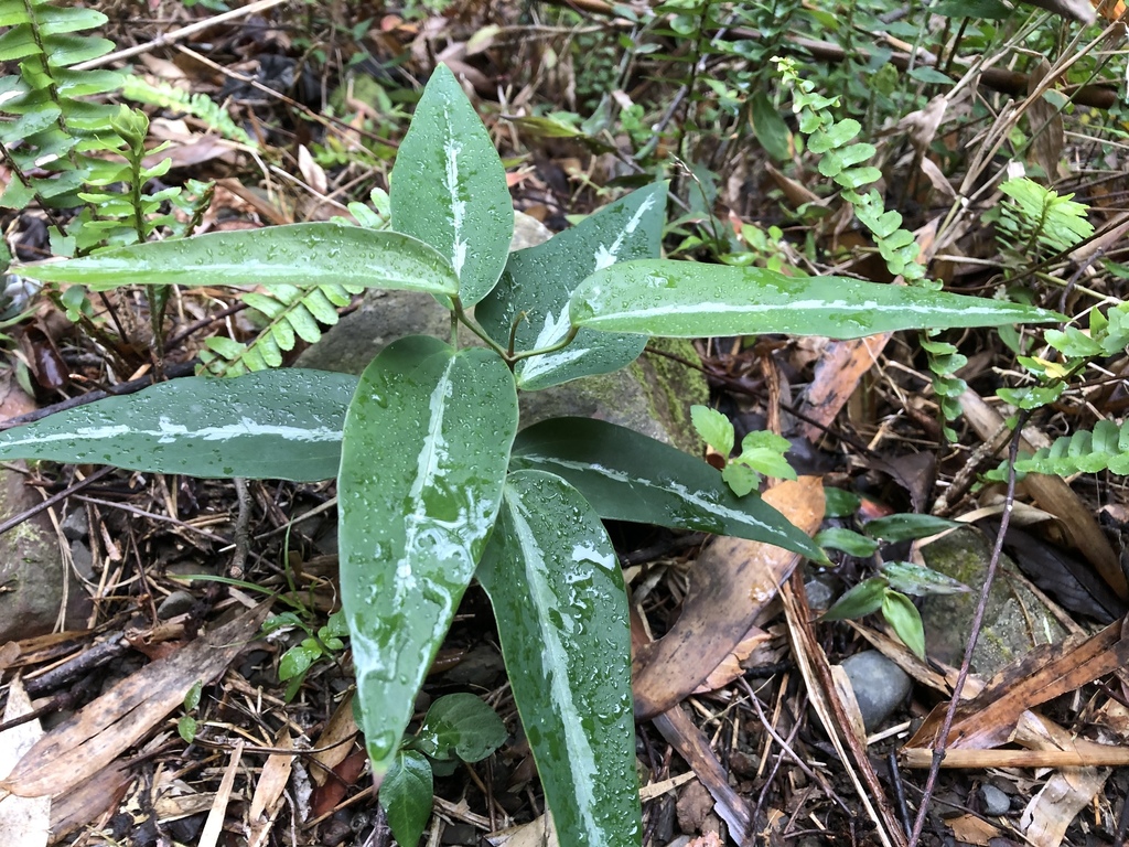 (Clematis uncinata) - Botanical Realm
