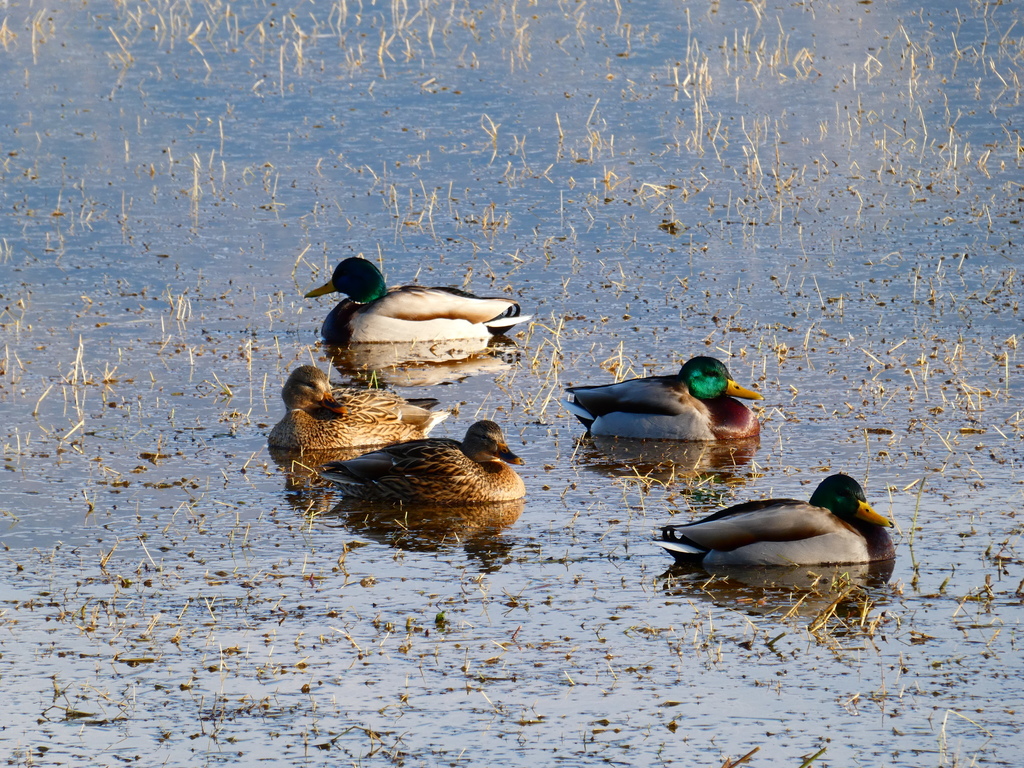 Mallard from Yulong, Lijiang, Yunnan, China on January 20, 2020 at 09: ...
