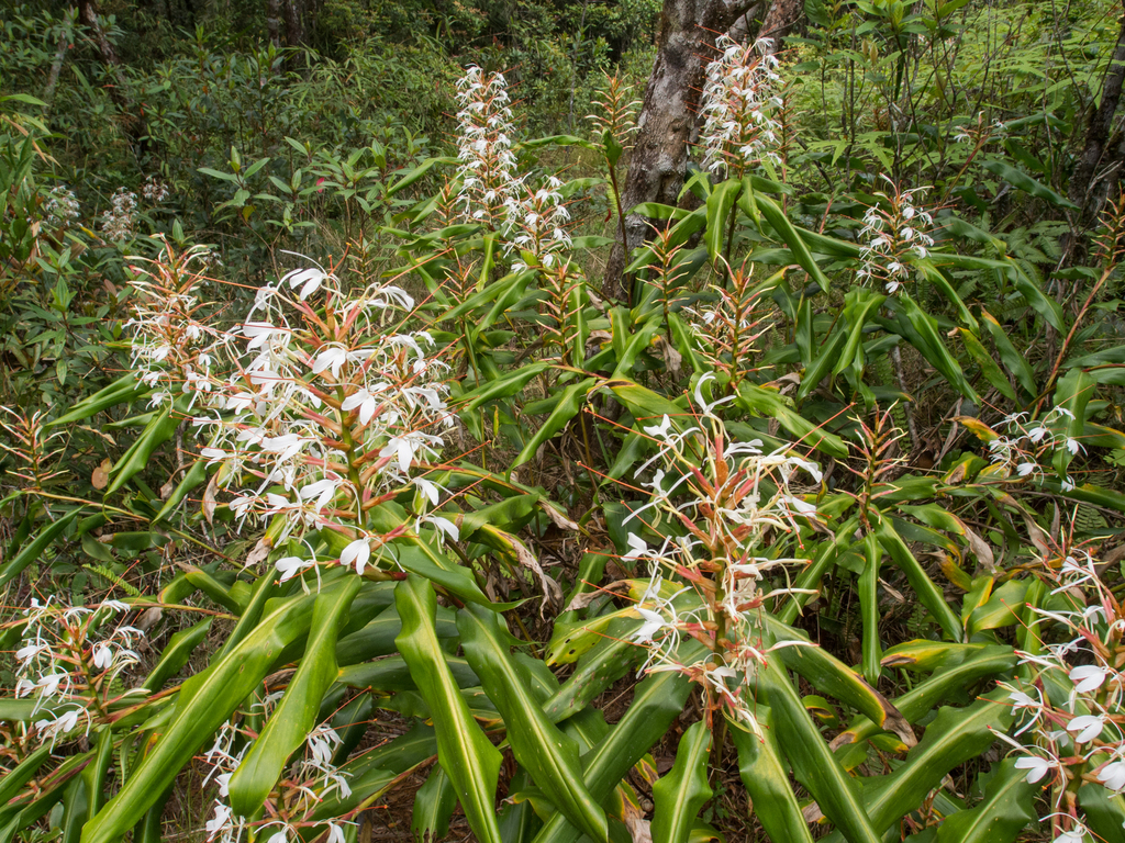 Hedychium villosum from Ta Oi, Saravan, Laos on March 1, 2012 at 01:32 ...