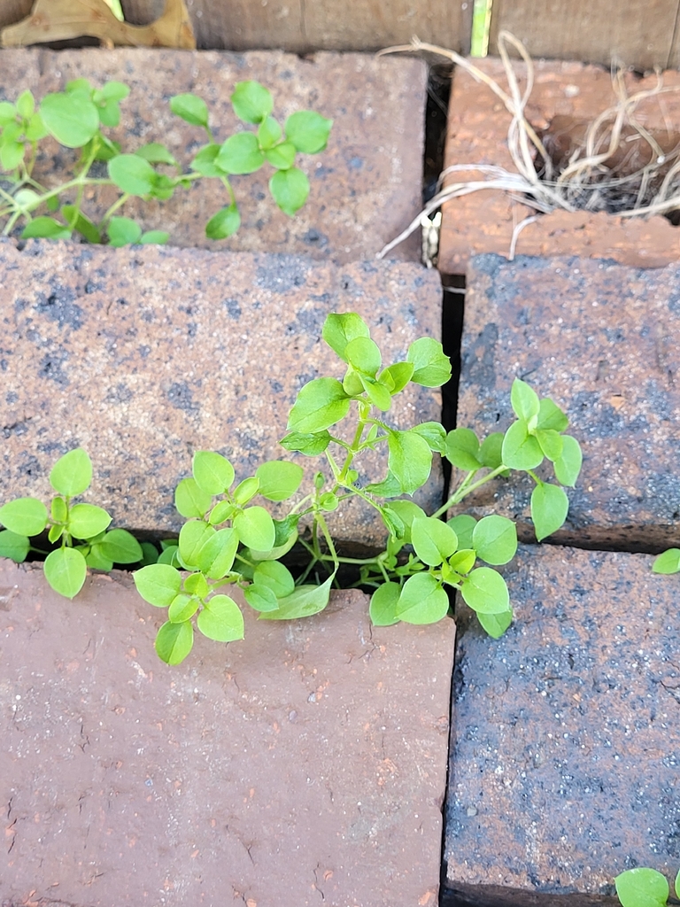 common chickweed from Mesquite, TX 75126, USA on January 13, 2026 at 02 ...