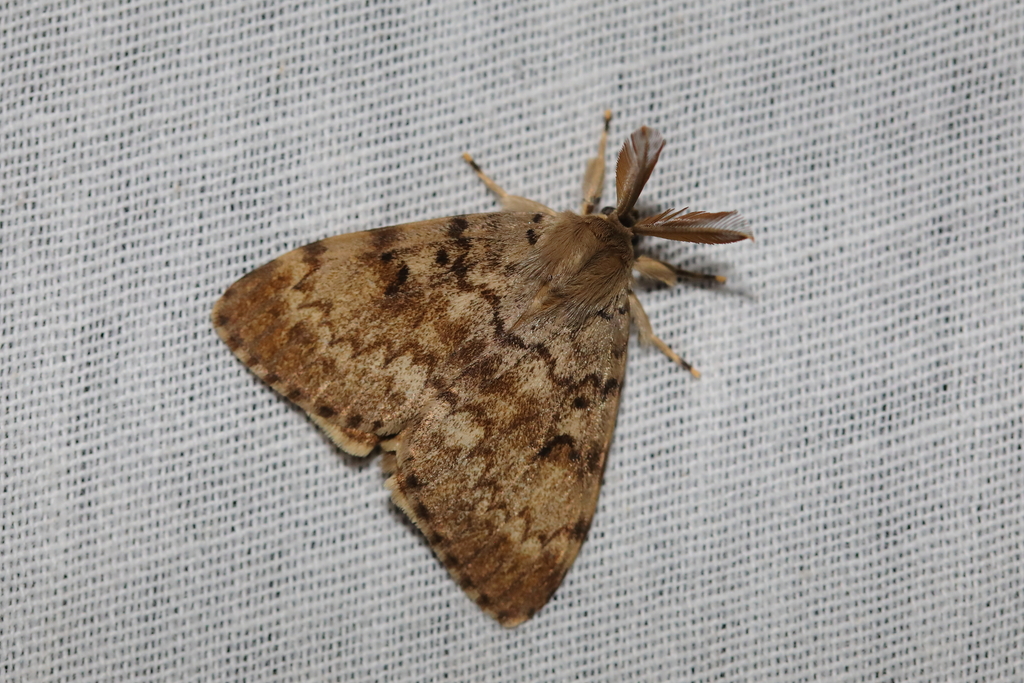 Spongy Moth from 83390 Pierrefeu-du-Var, France on June 23, 2025 at 08: ...